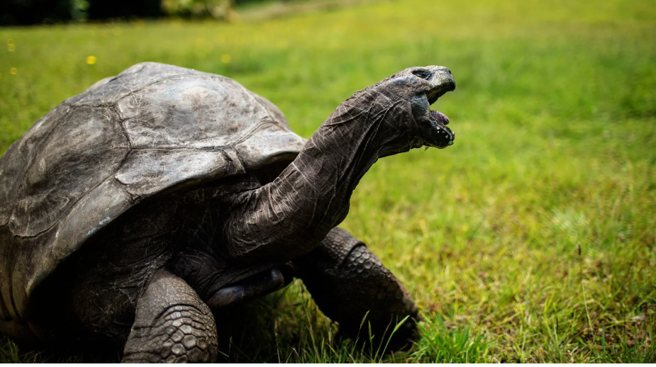 Ren Ecosystem. The tortoise, the myth, the legend: Jonathan turns 190