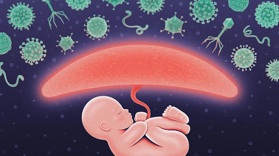 Ren Ecosystem. During Pregnancy, the Placenta Hacks the Immune System ...