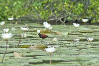 Ren Ecosystem. Cleaning Water Naturally the Ancient Maya Way