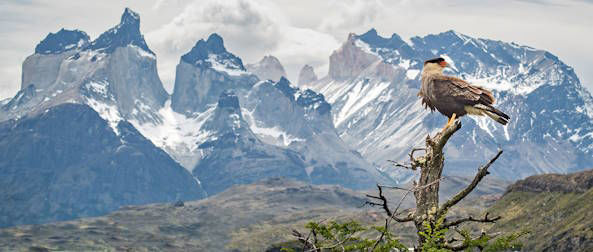 Ren Ecosystem. Macaulay Library’s Best Bird Photos 2024