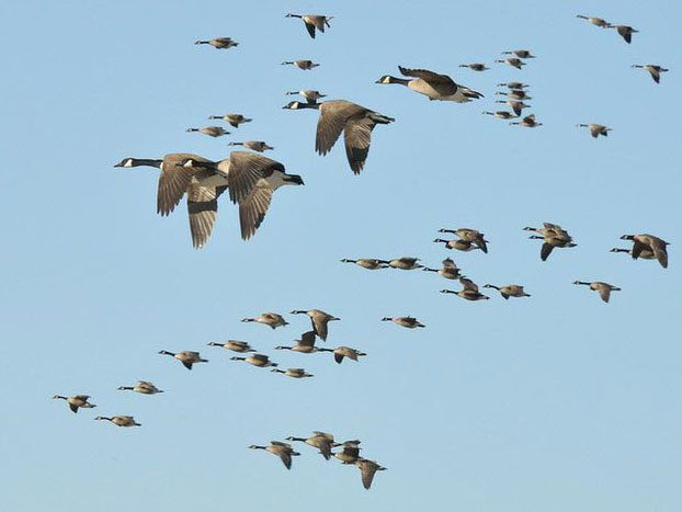 Ren Ecosystem. The Basics Of Bird Migration: How, Why, And Where