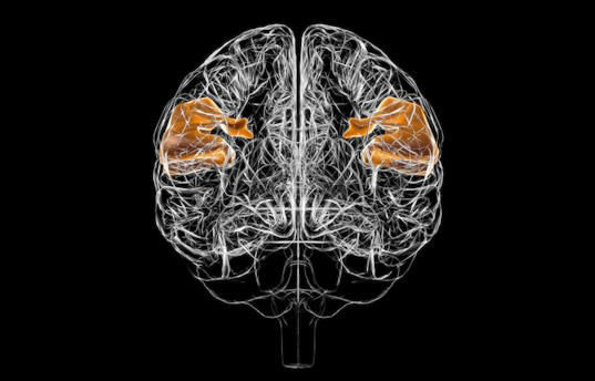 Ren Ecosystem. Brain-reading device is best yet at decoding ‘internal ...