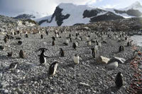 Ren Ecosystem. Record Krill Catch Prompts Early End to Fishing Season ...